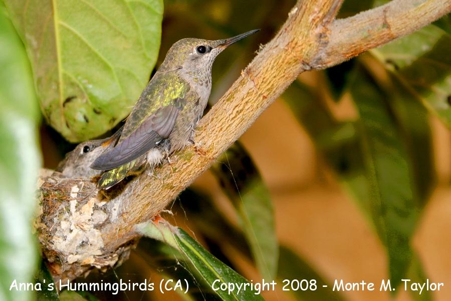 Anna's Hummingbird