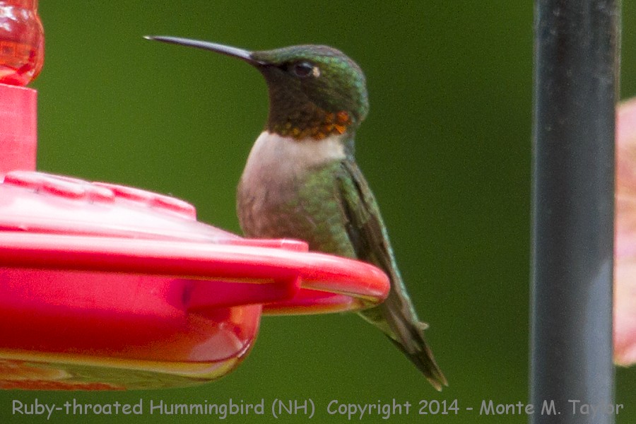 Ruby-throated Hummingbird