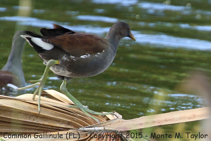 Common Gallinule (formerly Common Gallinule)
