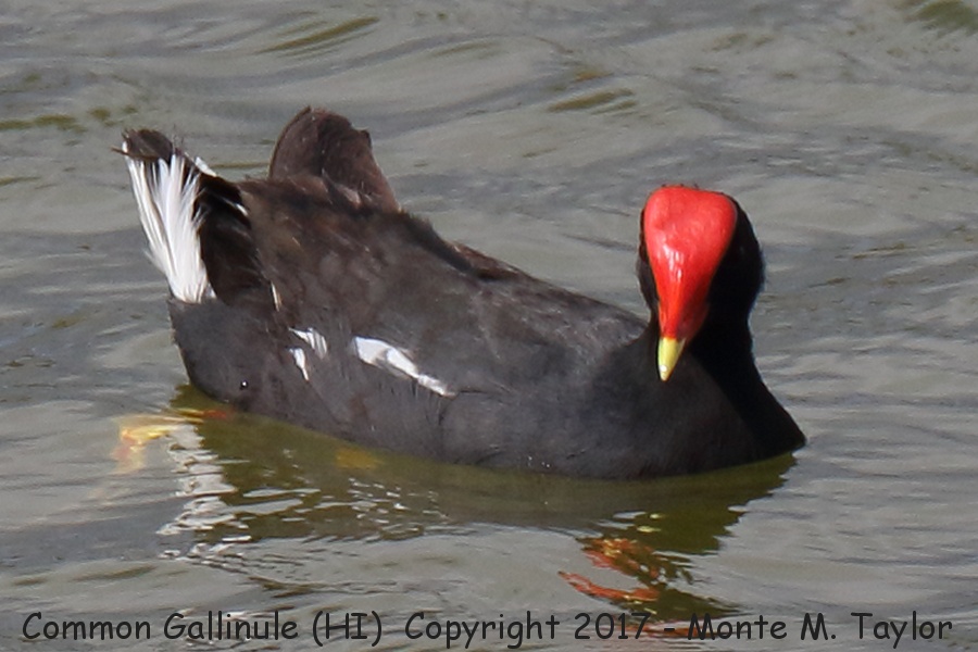 Common Gallinule (formerly Common Gallinule)