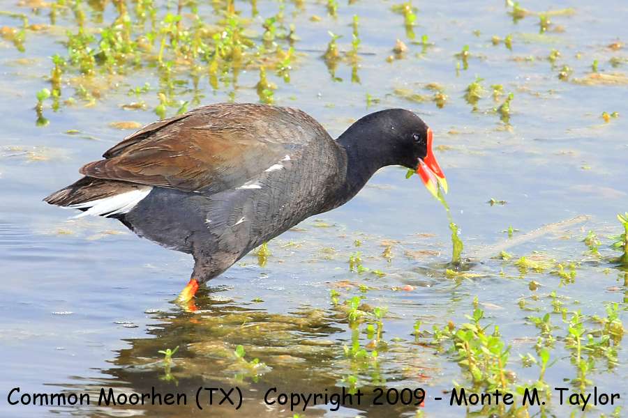 Common Gallinule (formerly Common Gallinule)