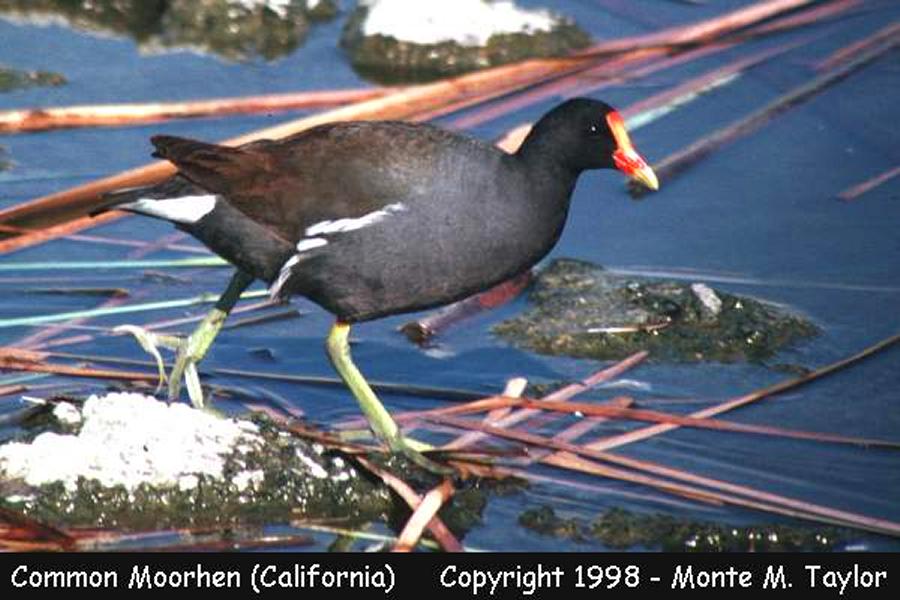 Common Gallinule (formerly Common Gallinule)