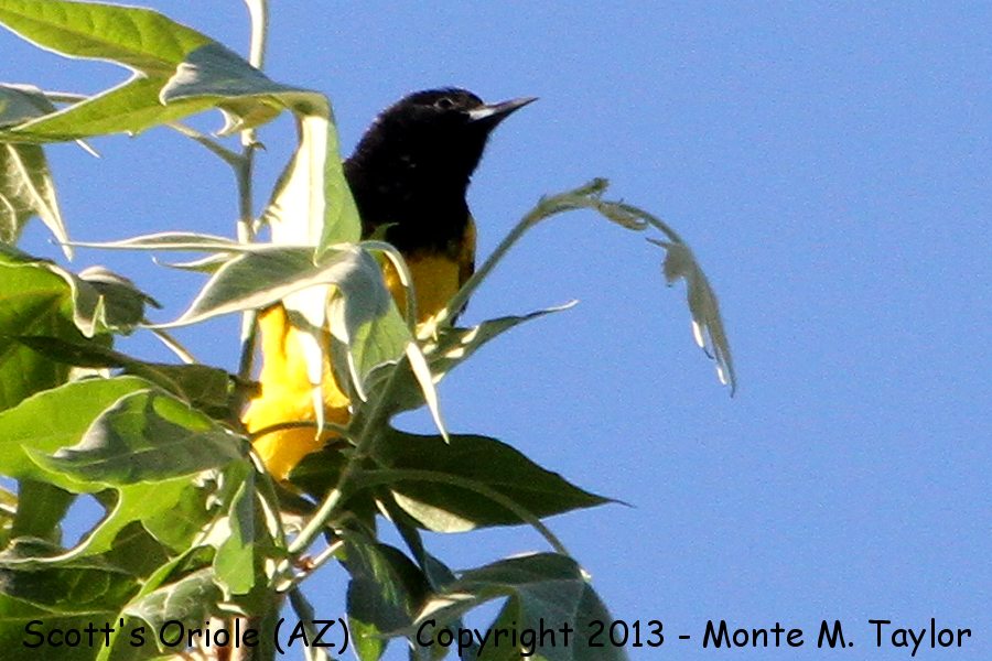 Scott's Oriole
