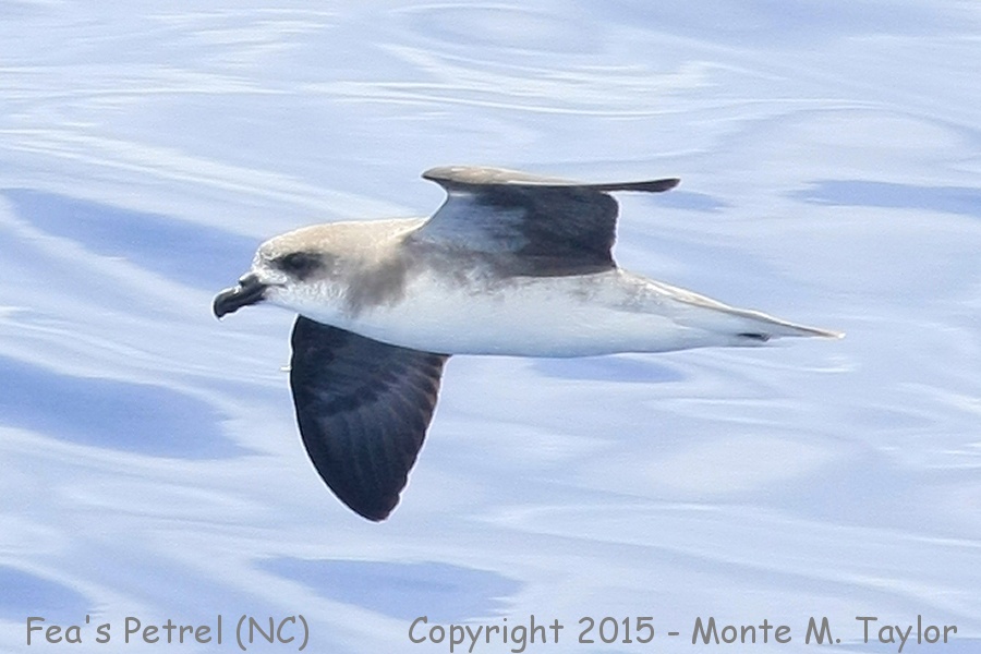 Fea's (Zios) Petrel