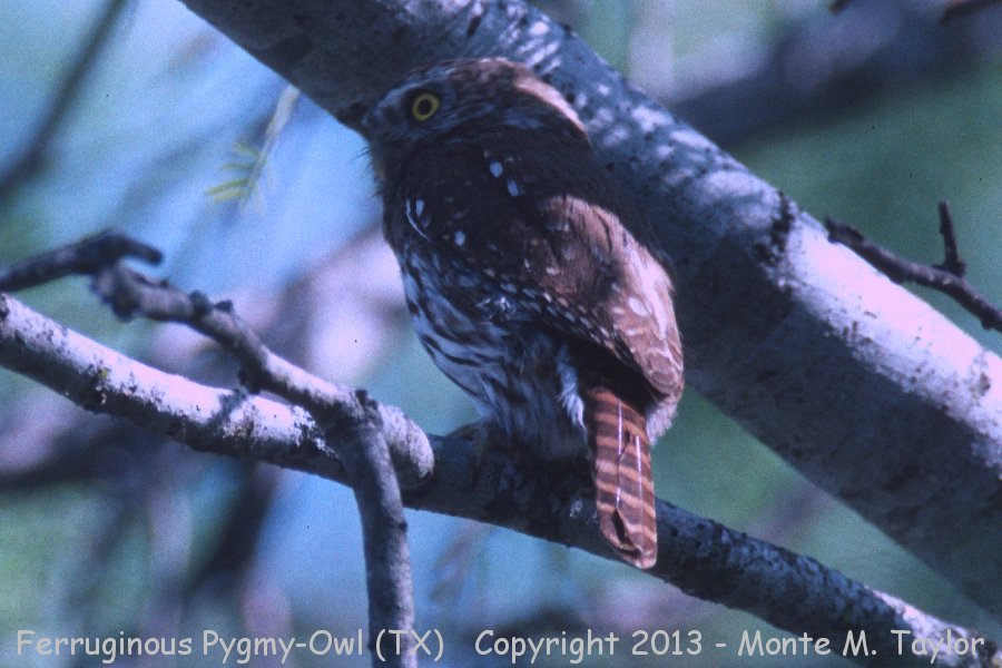 Ferruginous Pygmy-Owl