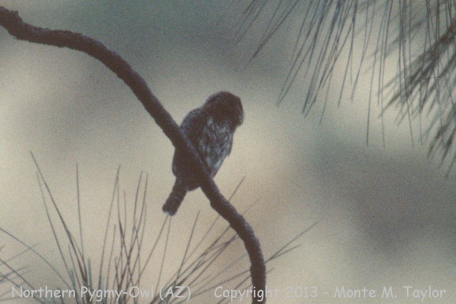 Northern Pygmy-Owl
