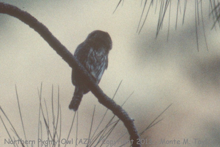 Northern Pygmy-Owl
