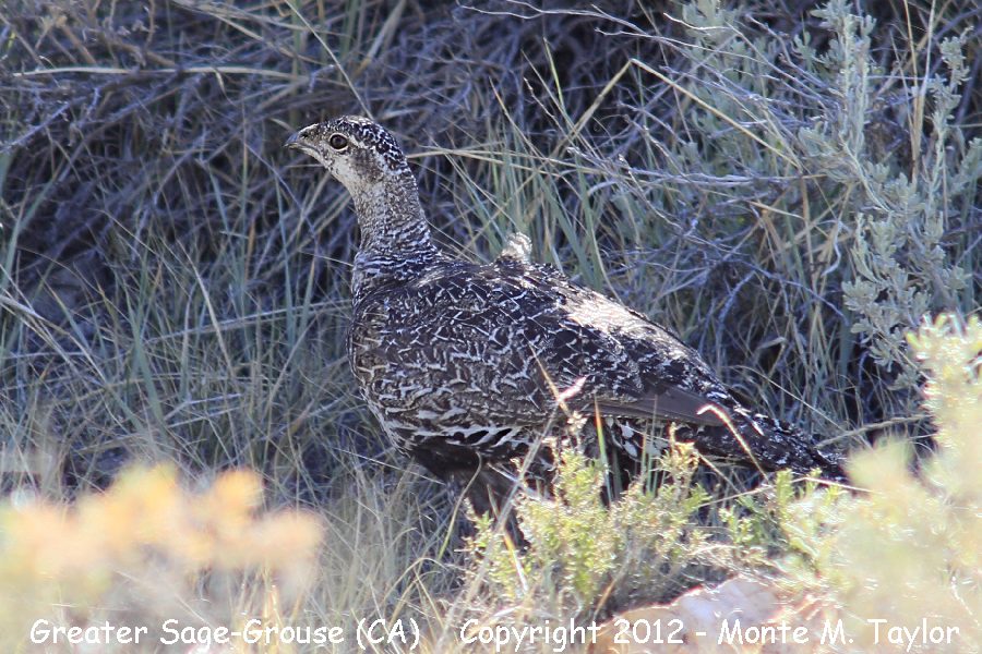 Greater Sage-Grouse