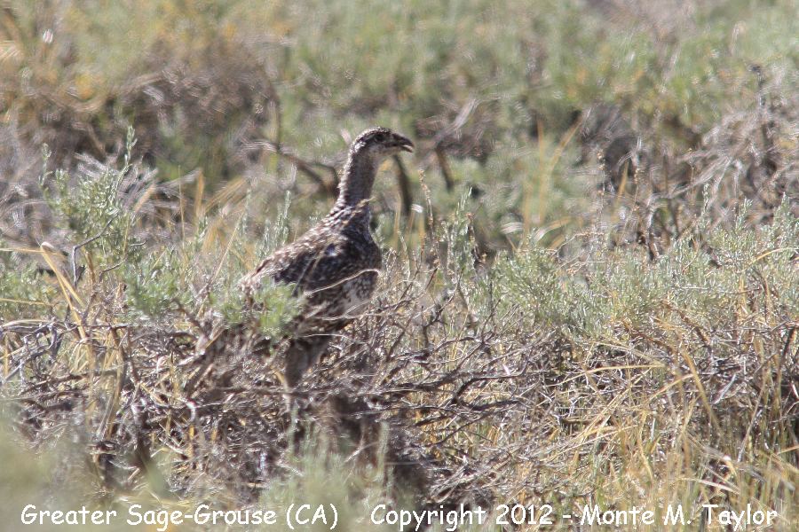 Greater Sage-Grouse