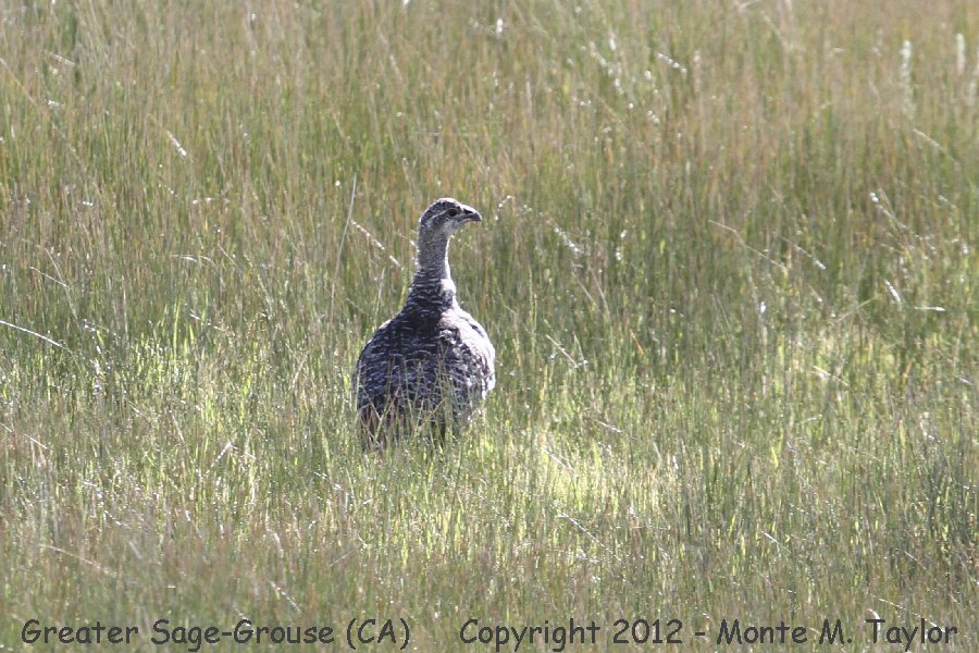 Greater Sage-Grouse