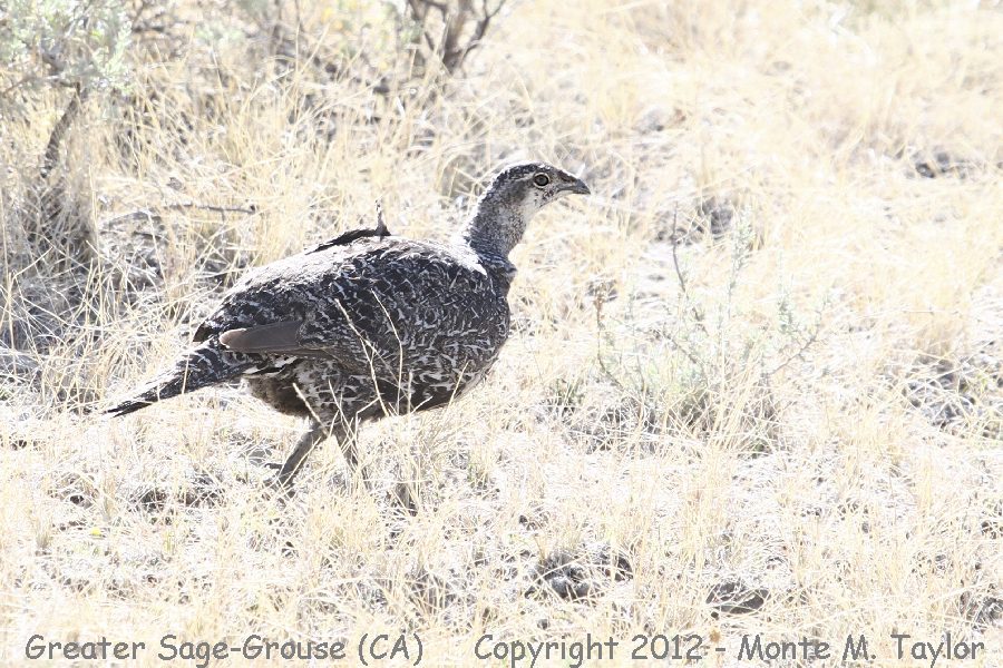 Greater Sage-Grouse