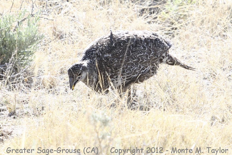 Greater Sage-Grouse