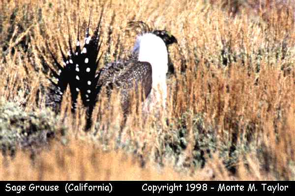 Greater Sage-Grouse