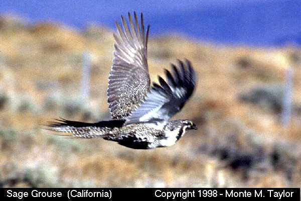 Greater Sage-Grouse