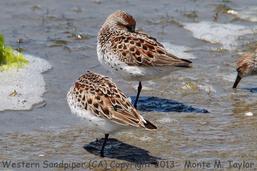 Western Sandpiper